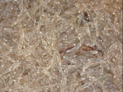 rossetto-aphia-minuta.jpg — ARPAT - Agenzia regionale per la protezione ...